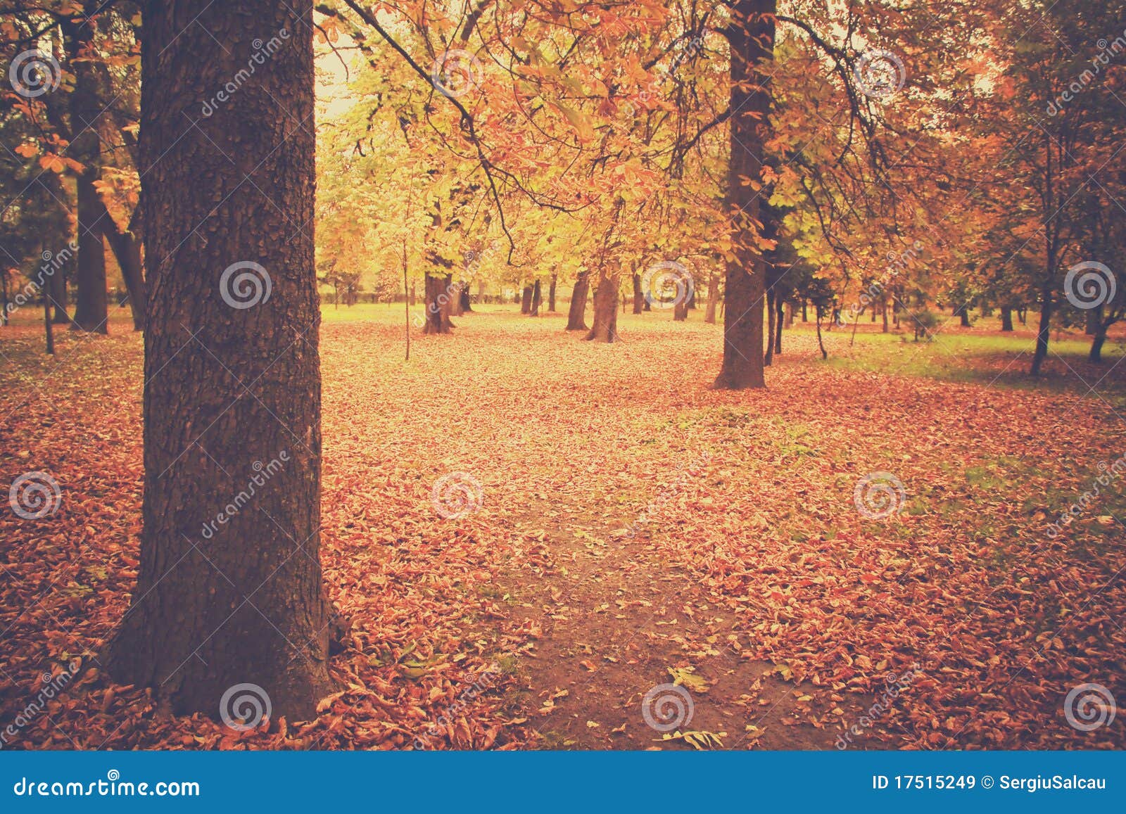 A silent fall stock image. Image of leafs, trees, conceptual - 17515249