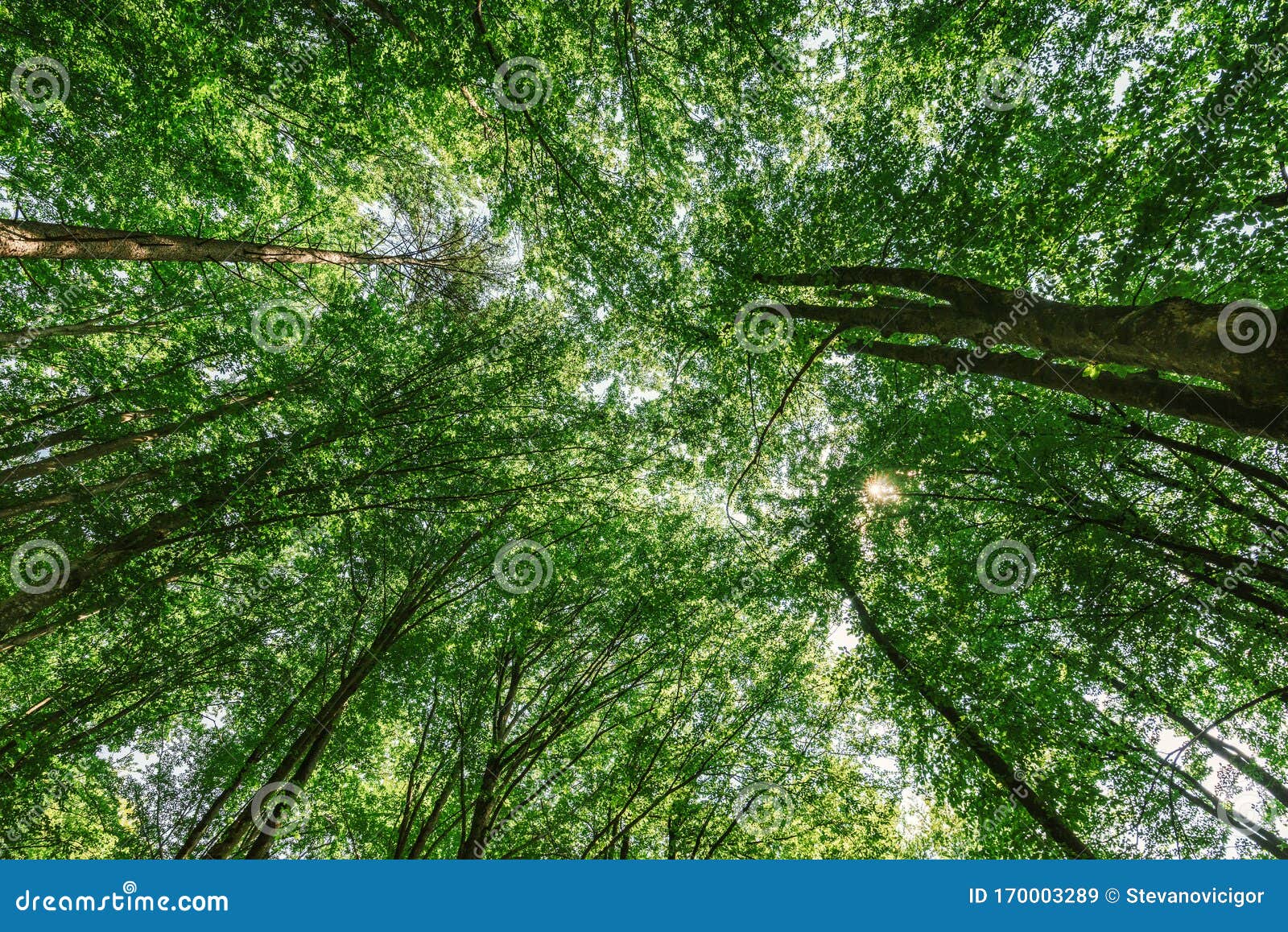 In Silent Forest, Low Angle View Below Tall Trees Stock Image - Image ...