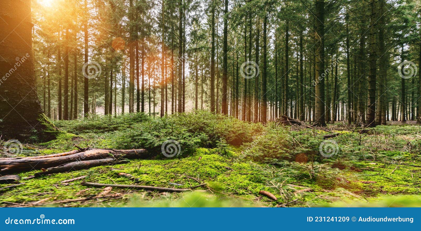 Silent Forest in Spring with Beautiful Bright Sun Rays Stock Image ...