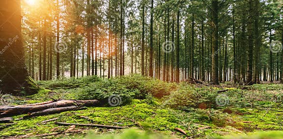 Silent Forest in Spring with Beautiful Bright Sun Rays Stock Image ...