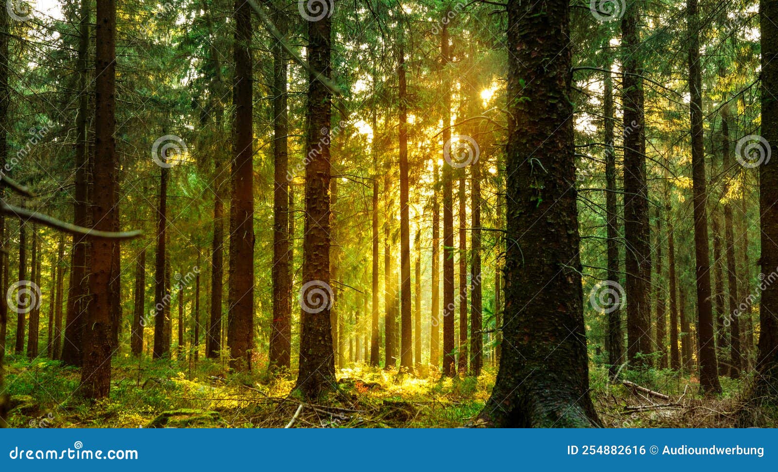 Silent Forest in Spring with Beautiful Bright Sun Rays Stock Photo ...