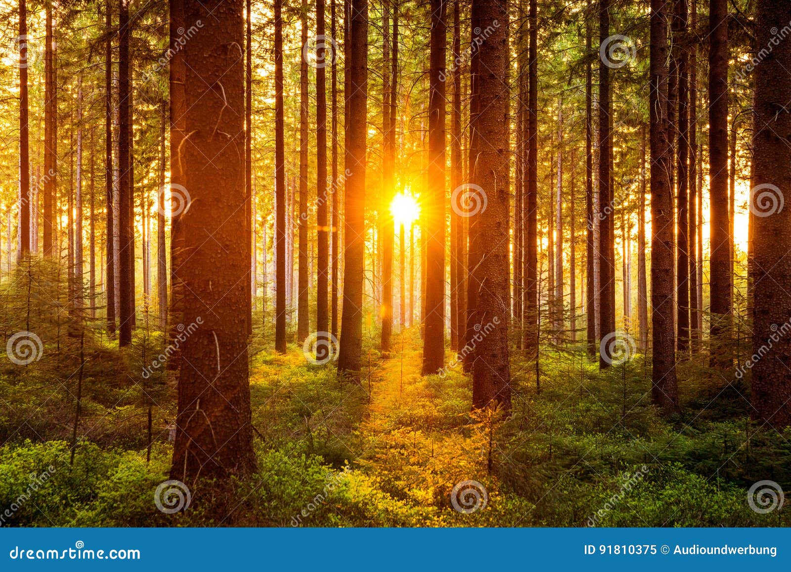 Silent Forest in Spring with Beautiful Bright Sun Rays Stock Image ...