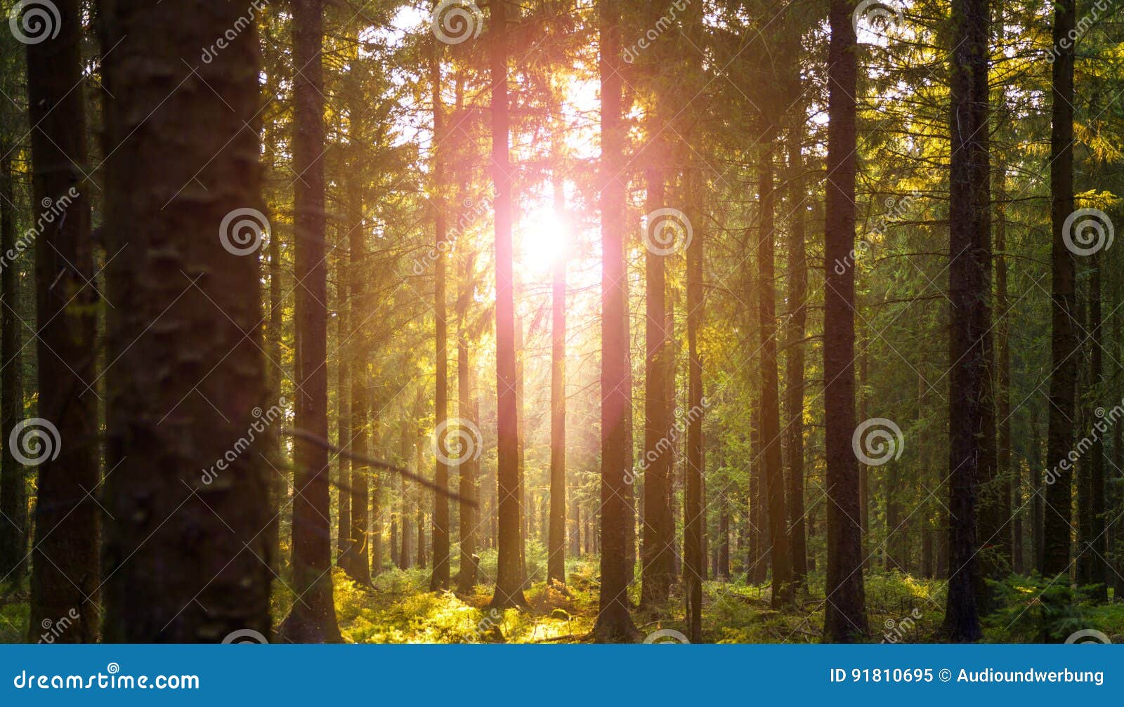 Silent Forest in Spring with Beautiful Bright Sun Rays Stock Image ...