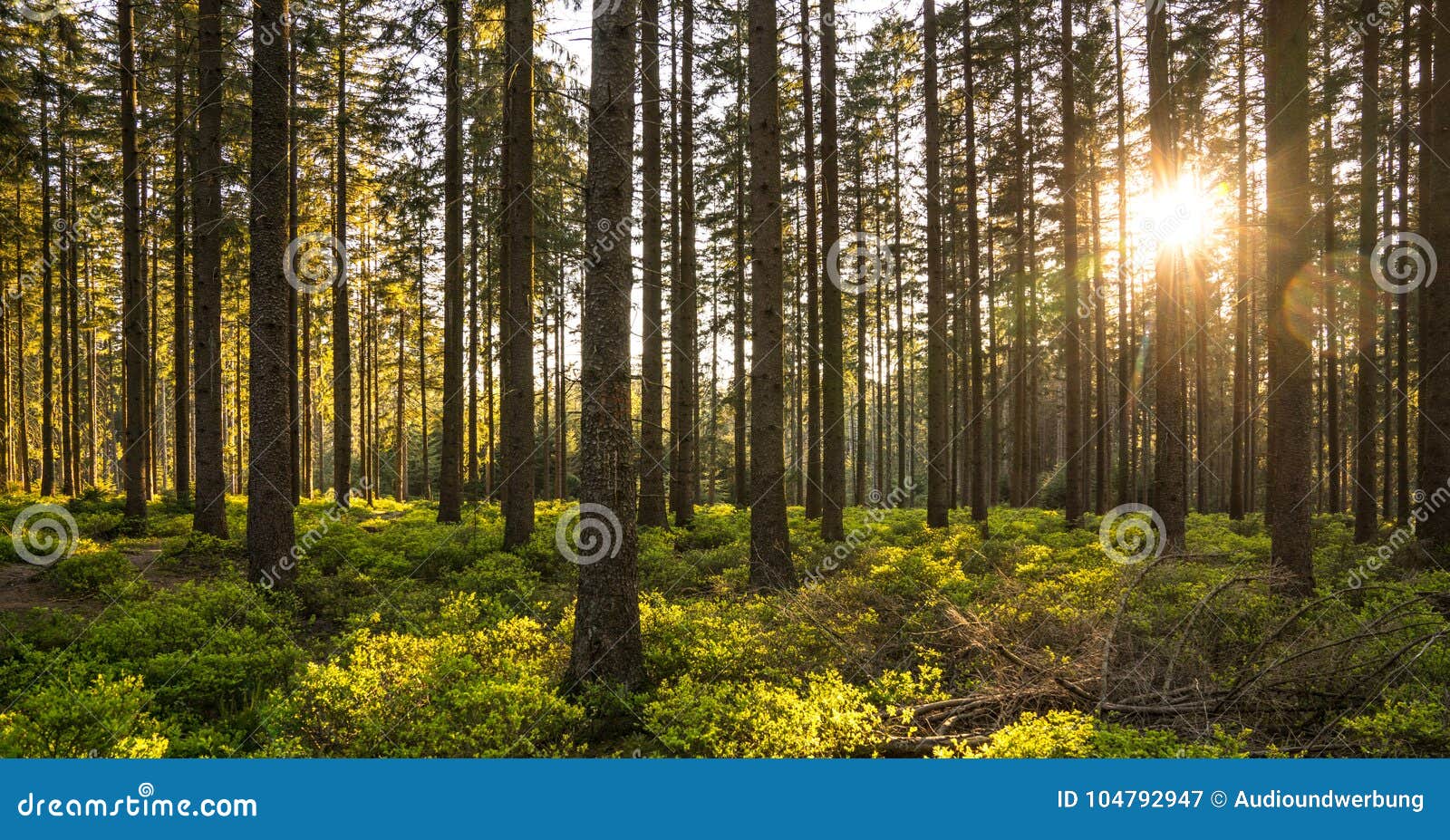 Silent Forest in Spring with Beautiful Bright Sun Rays Stock Image ...