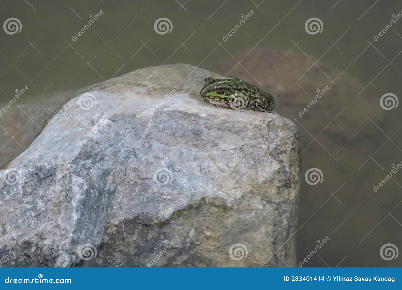 The Silent Frog of the Pond Stock Photo - Image of fish, nature: 283401414