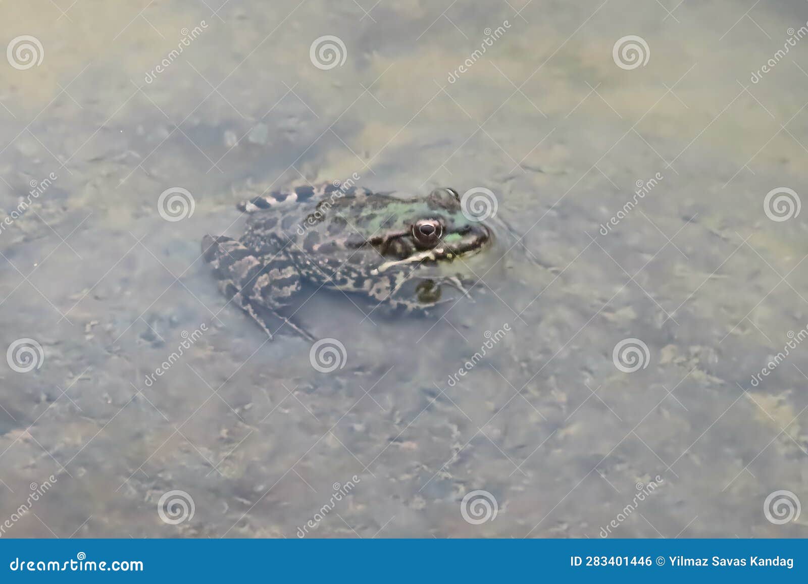 The Silent Frog of the Pond Stock Photo - Image of aquatic, pond: 283401446
