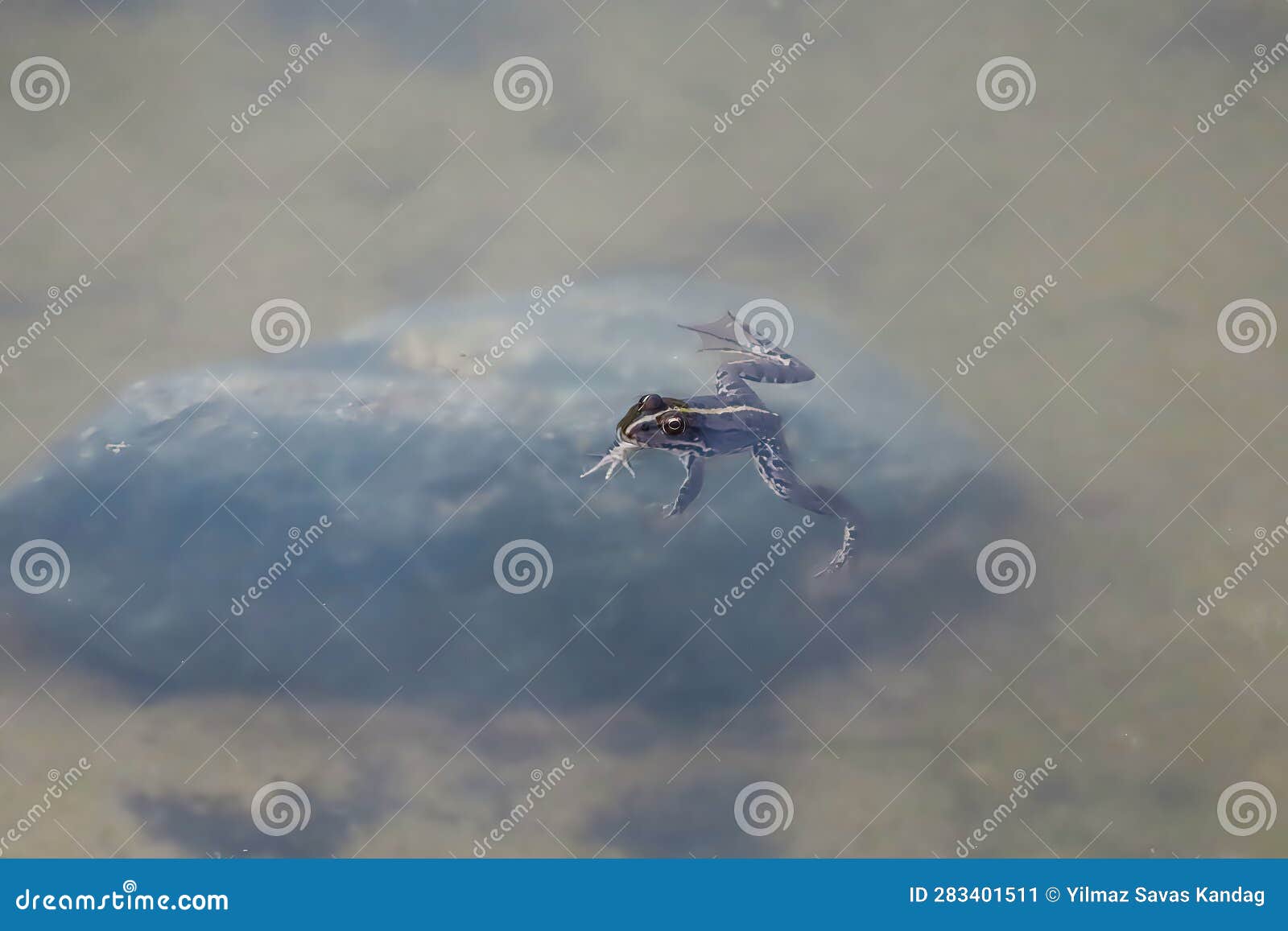 The Silent Frog of the Pond Stock Image - Image of colorful, silent ...