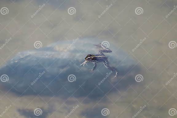 The Silent Frog of the Pond Stock Image - Image of colorful, silent ...