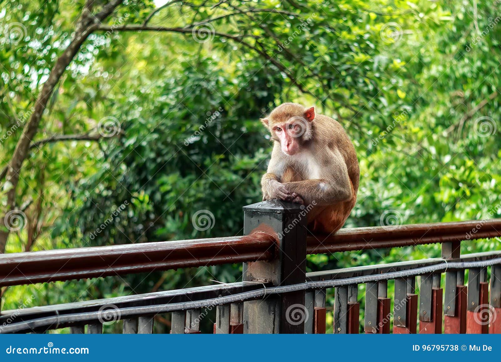 Lonely monkey after rain stock photo. Image of monkey - 96795738