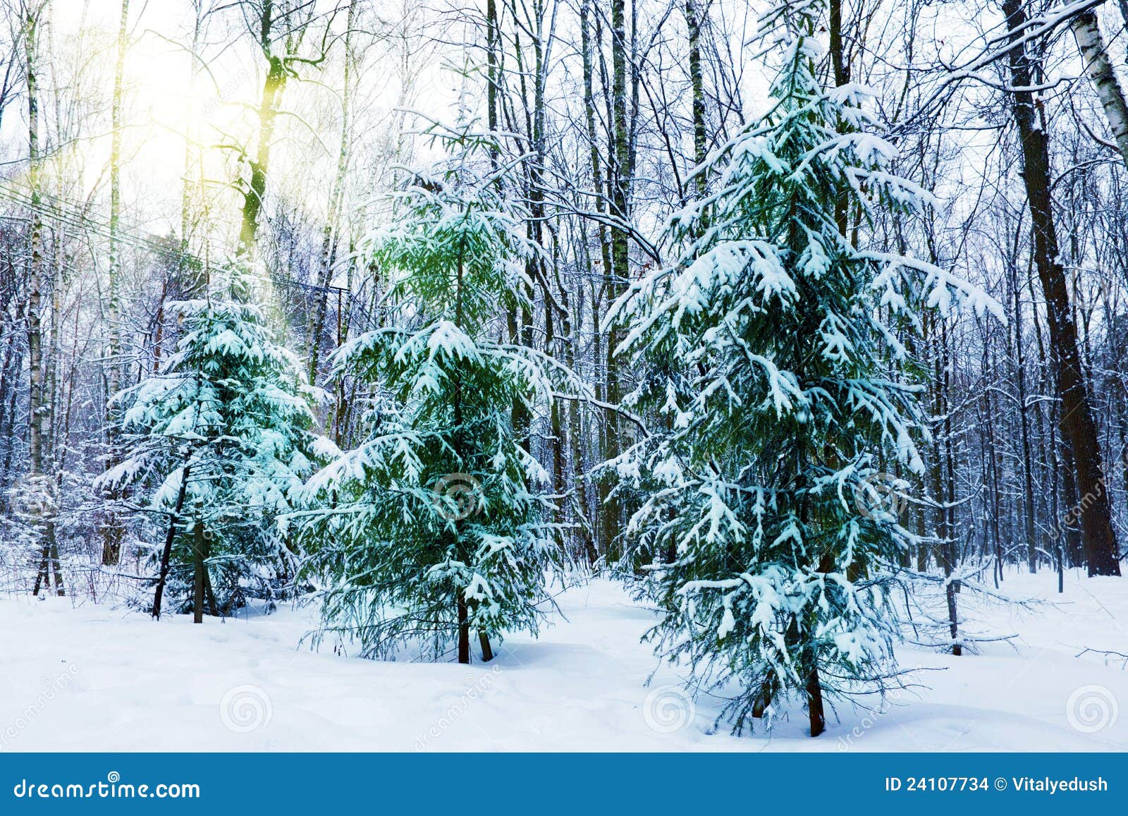 Silent Snow-covered Urban Park in Winter Stock Photo - Image of ...