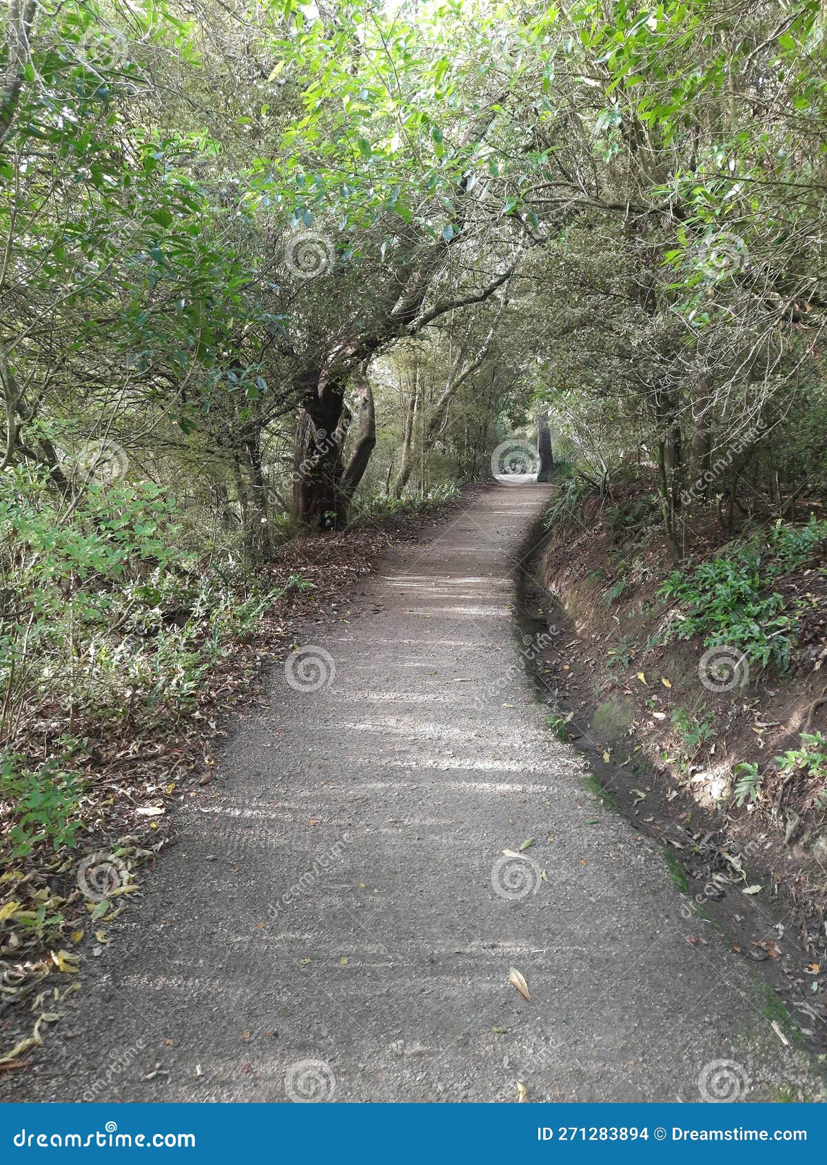 Silent Steps: a Pathway To Inner Calm Stock Photo - Image of steps ...