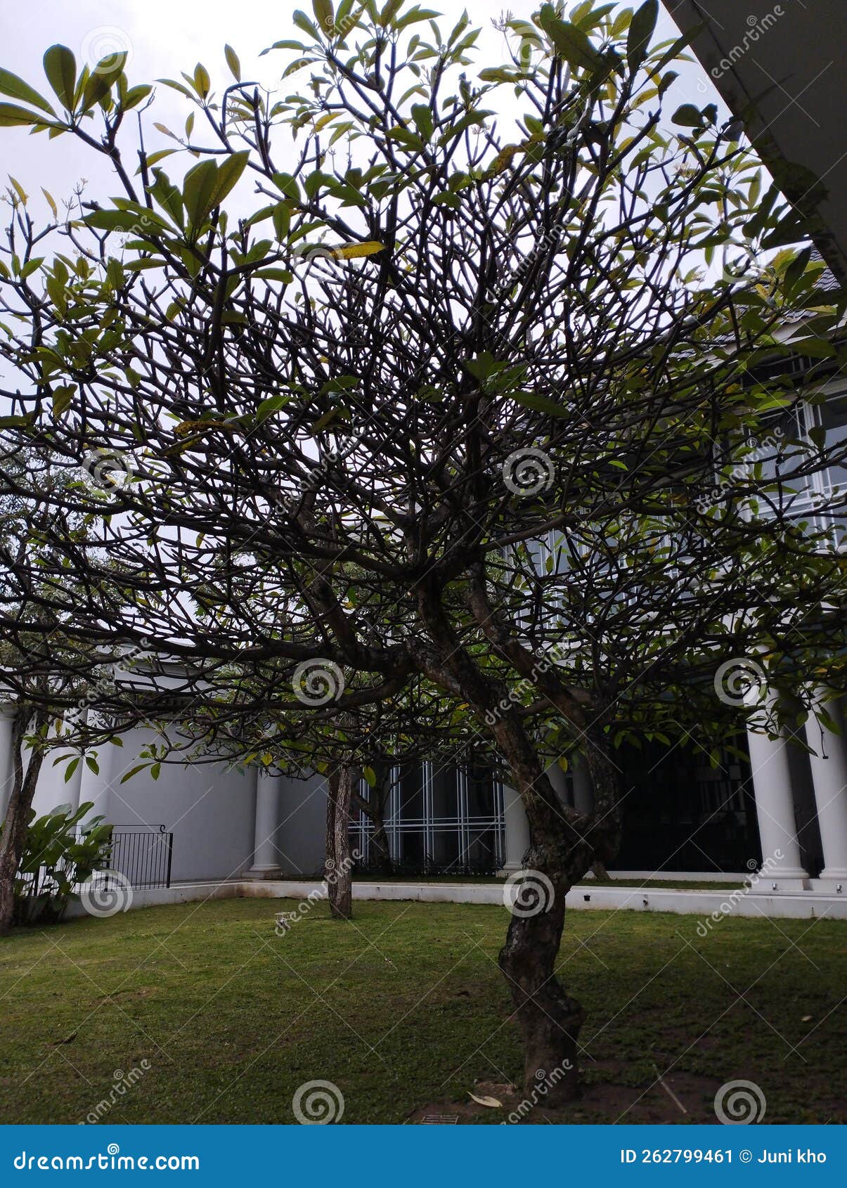 The silent tree stock image. Image of grass, park, woodland - 262799461