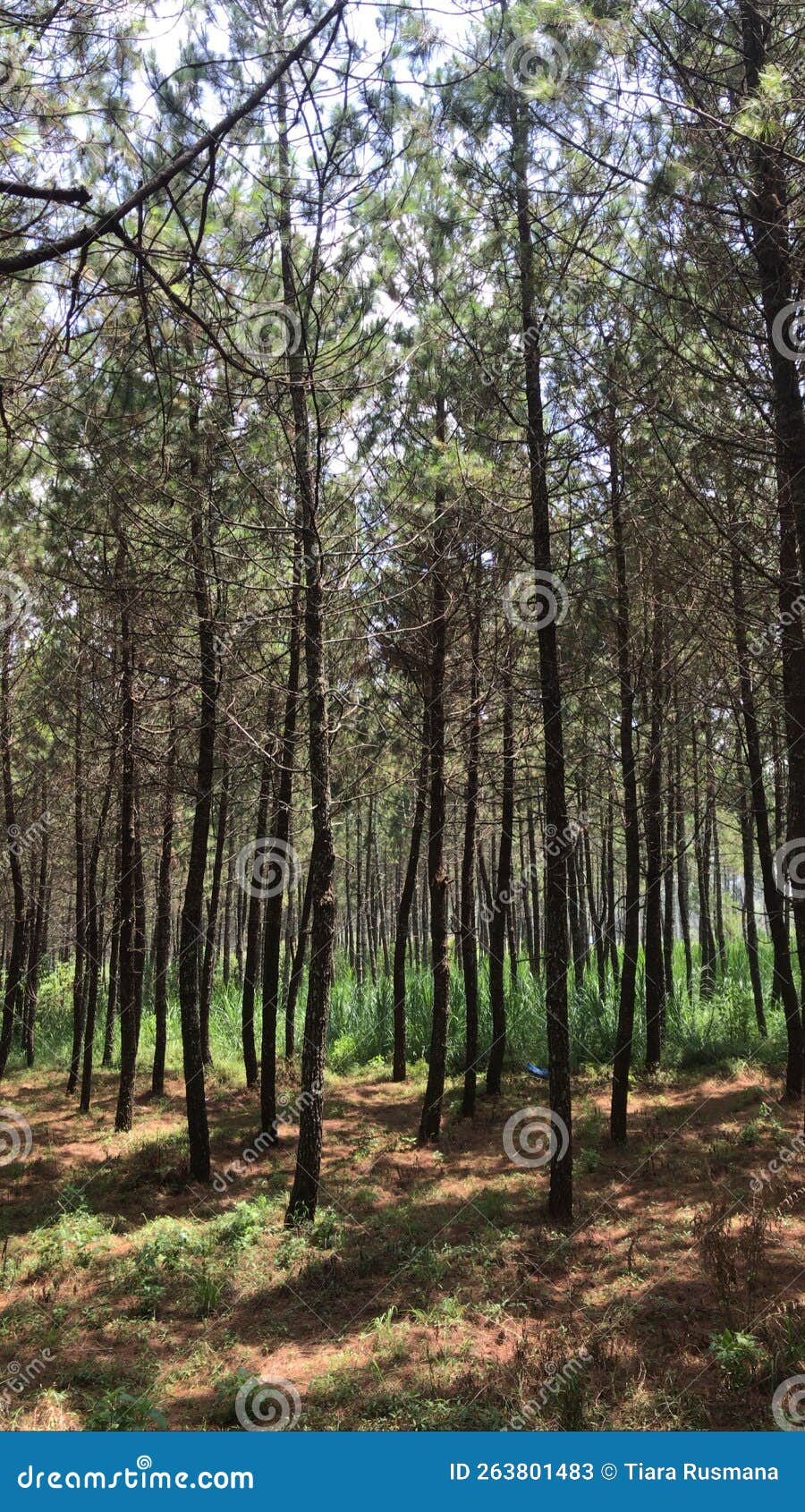 Silent Tree stock image. Image of forest, blue, green - 263801483