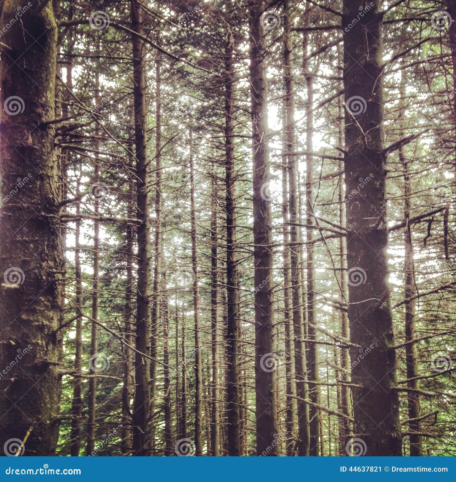 Silent trees stock image. Image of nature, rest, tranquillity - 44637821