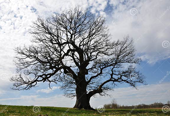 Silhoette of big tree stock image. Image of thick, ramiform - 31320809