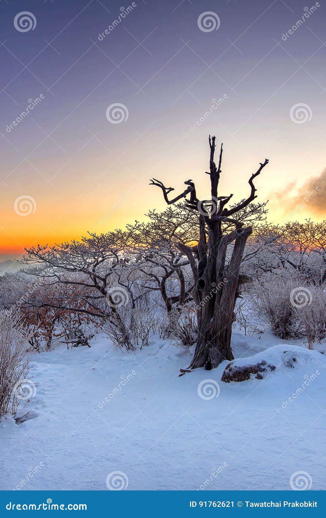 Silhouet van dode bomen stock afbeelding. Image of korea - 91762621