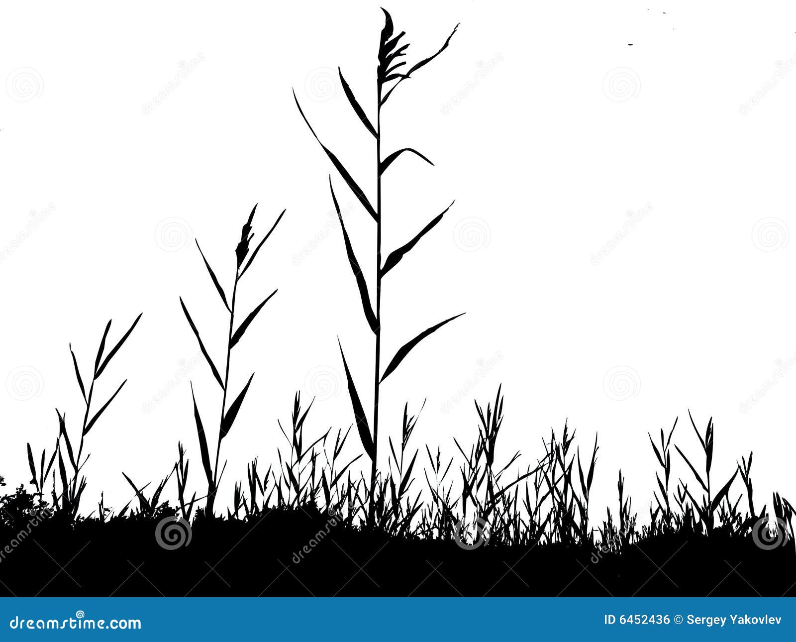 Silhouet van het riet vector illustratie. Illustration of moeras - 6452436