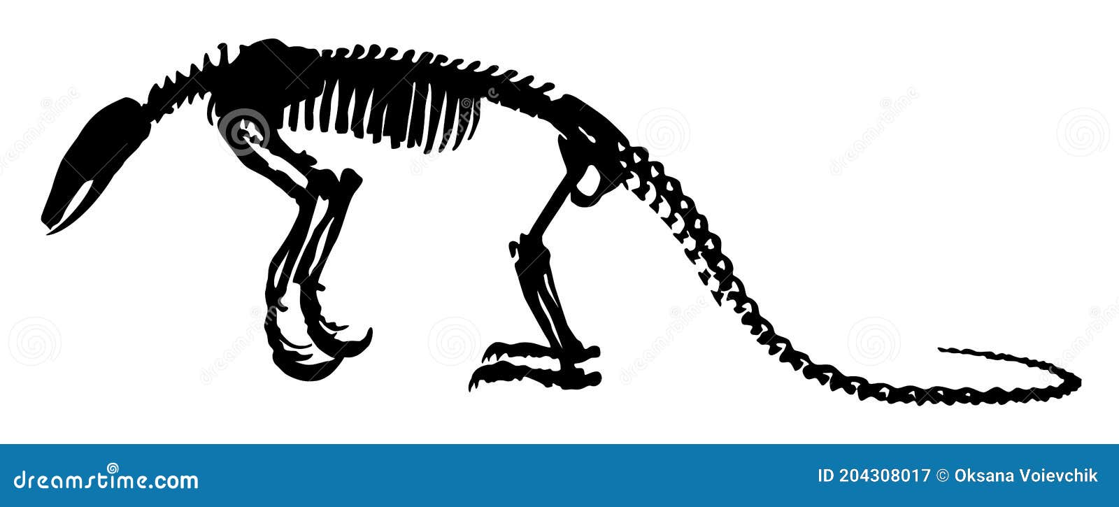 Giant Anteater Skeleton