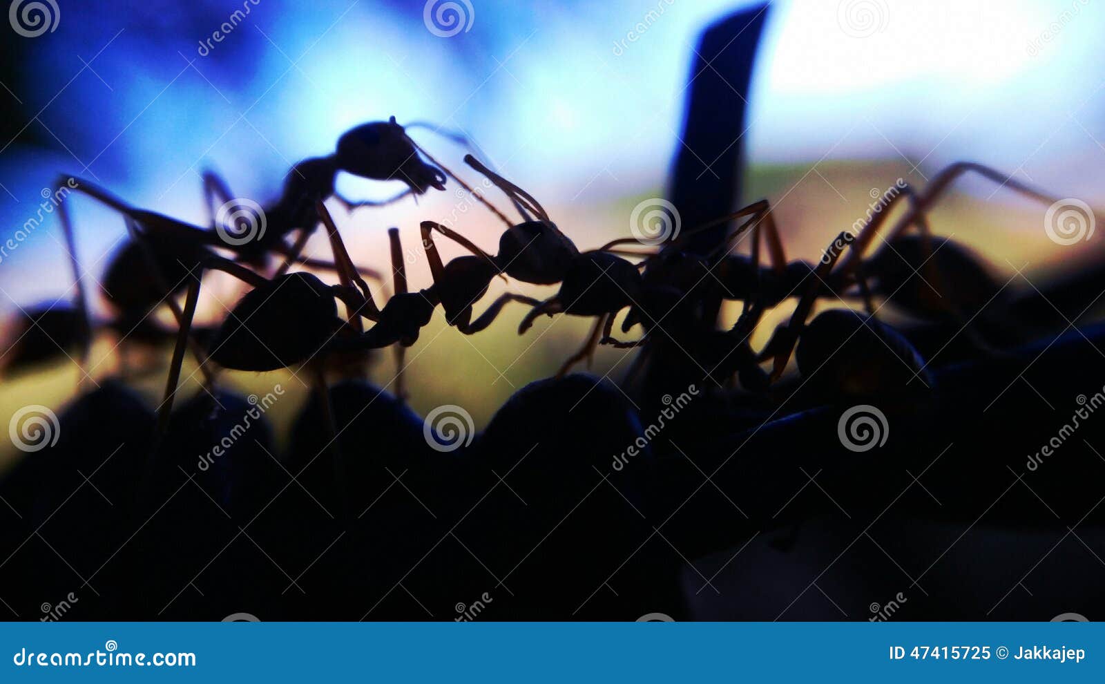 Silhouette ants on barb stock image. Image of blurbackground - 47415725