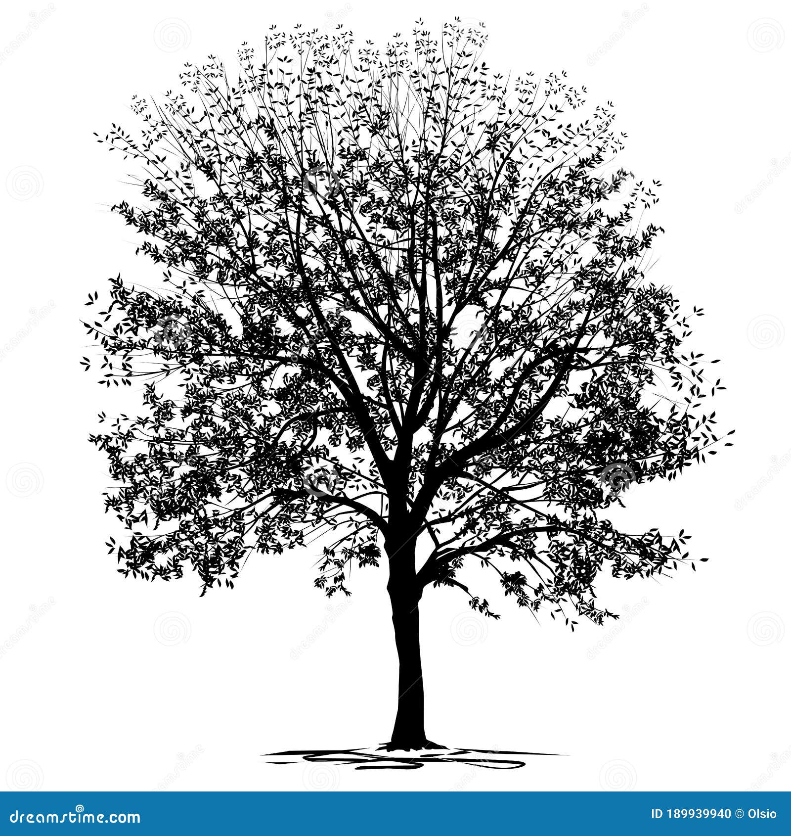 Ash Tree Fraxinus Leaf And Seed, Hand Drawn Doodle, Sketch Cartoon ...