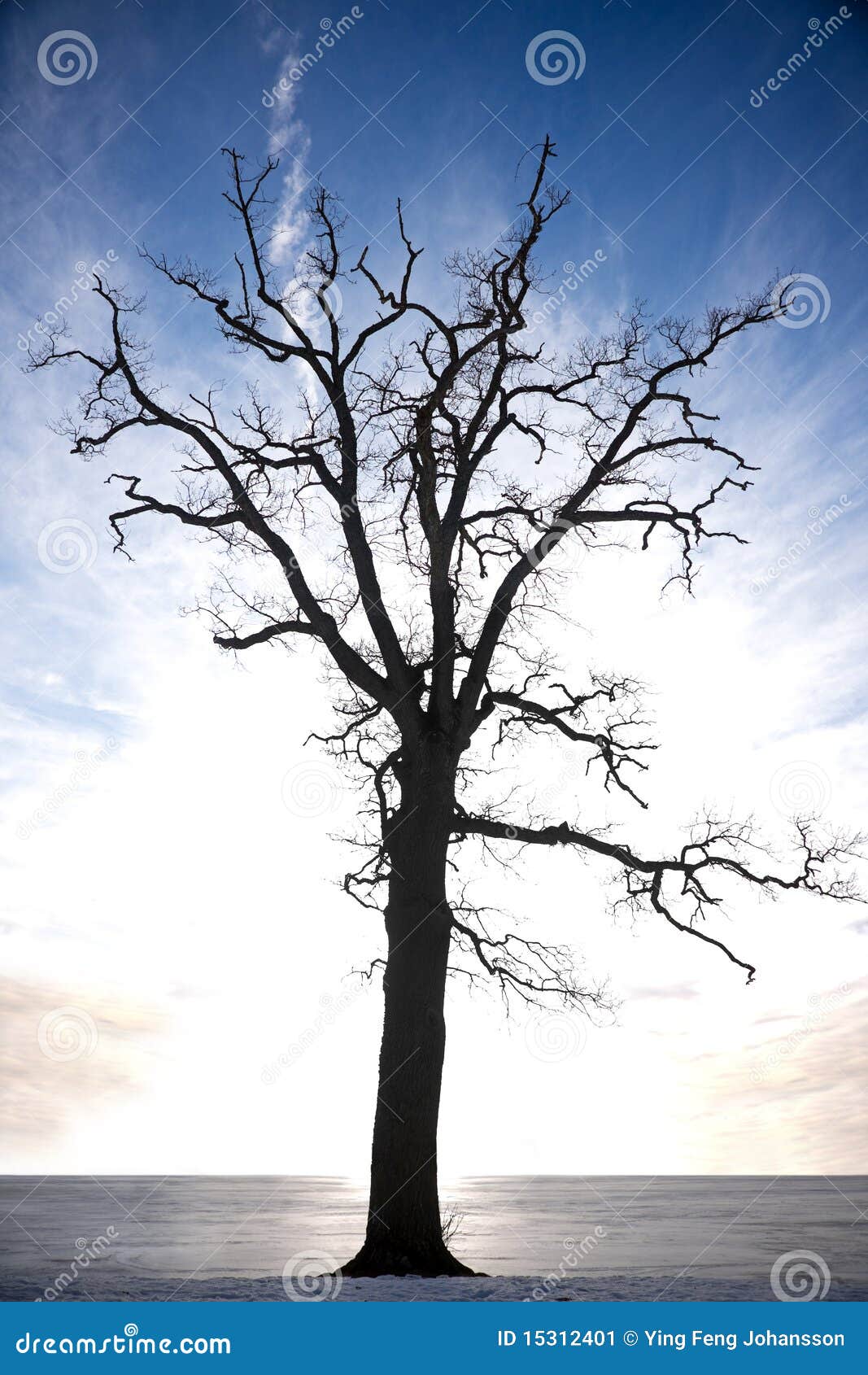 Silhouette of bare tree stock image. Image of silhouette - 15312401