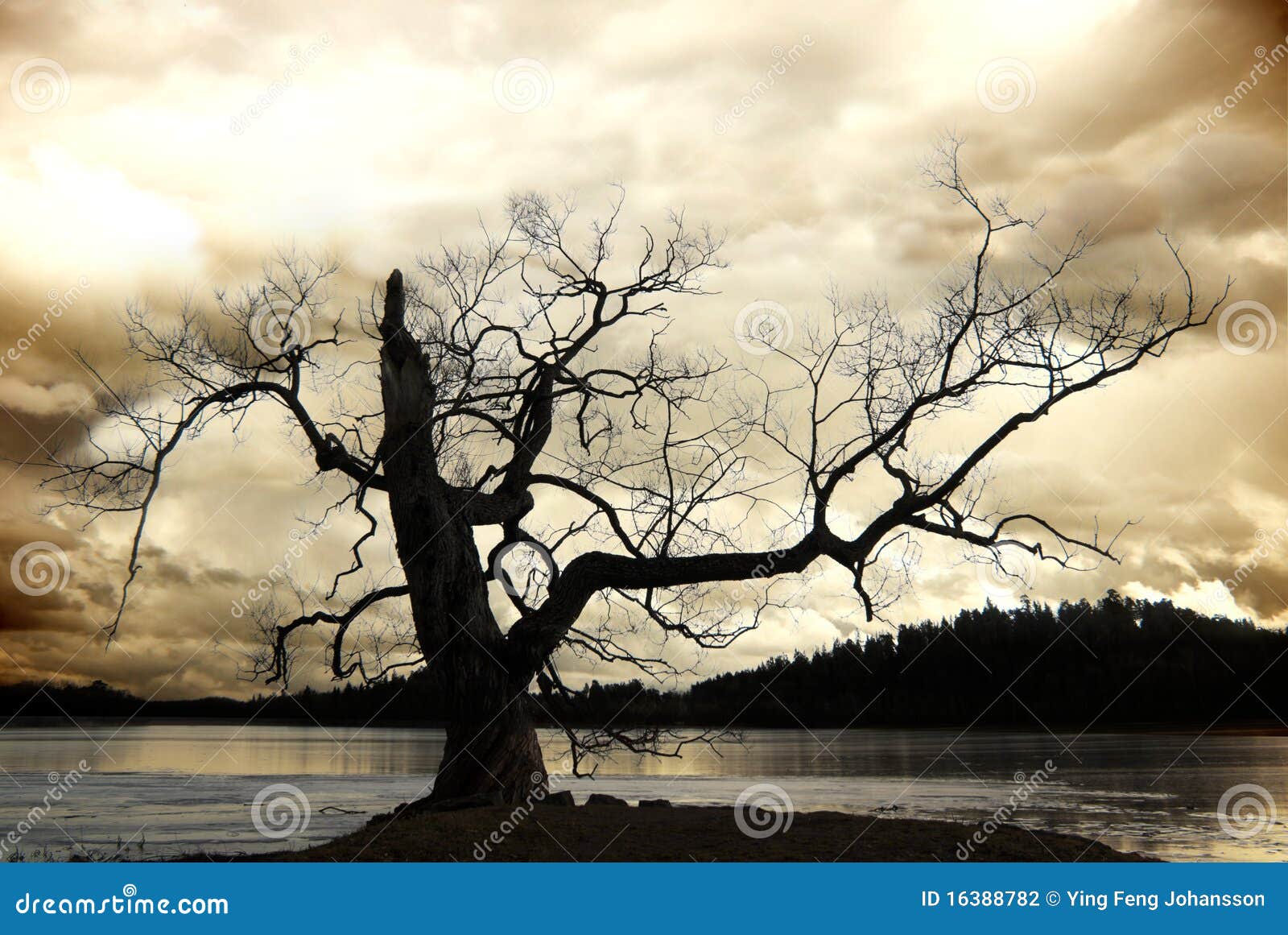 Silhouette of bare tree stock photo. Image of branch - 16388782