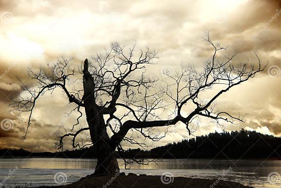 Silhouette of bare tree stock photo. Image of branch - 16388782