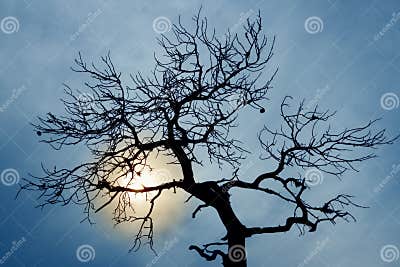 Silhouette of bare tree stock photo. Image of loneliness - 25650148