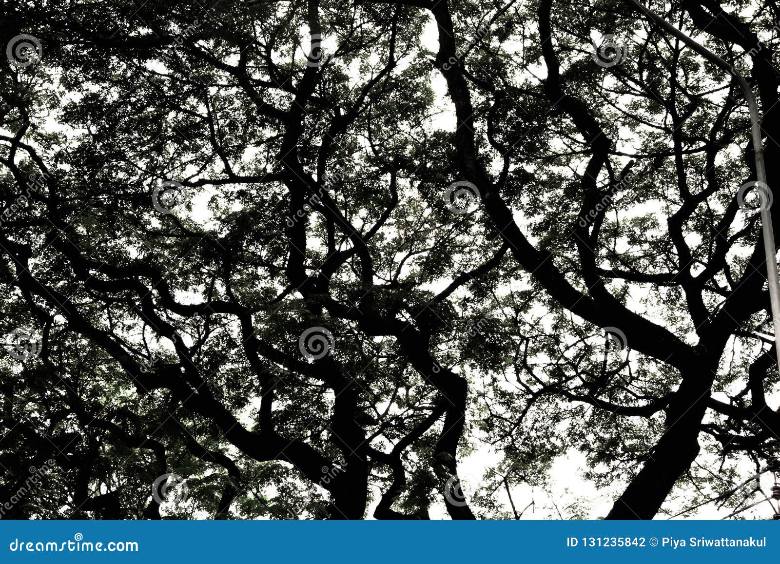 Shape Of Samanea Saman Trees And Pattern Of Branch In Black And White ...
