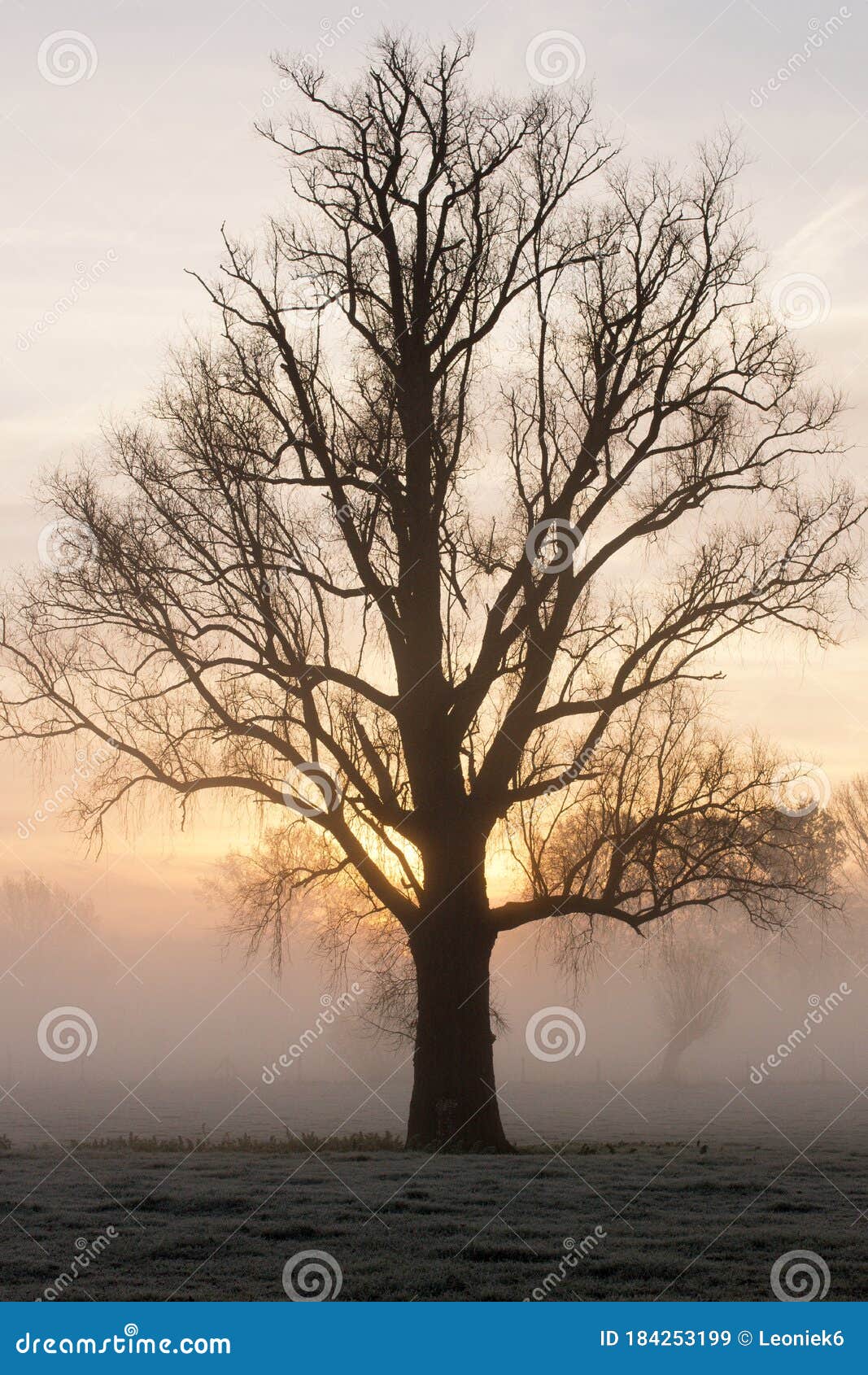 Silhouette of a Bare Tree in the Mist in the Morningsun in Springtime ...