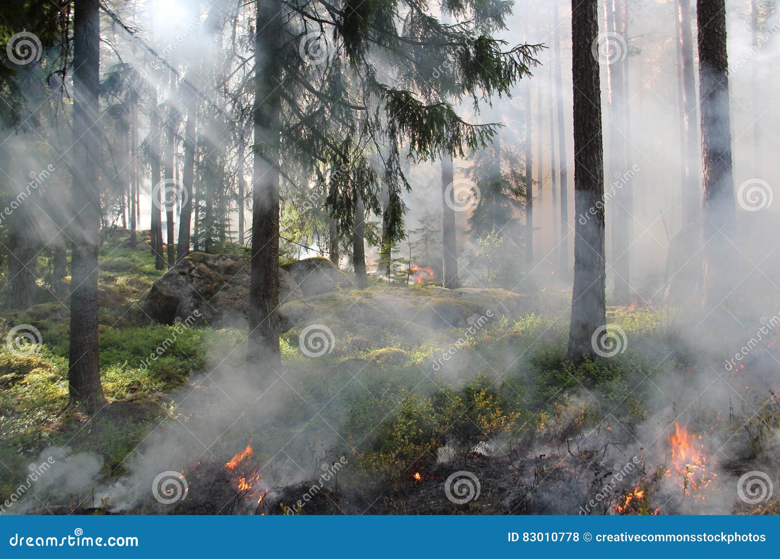Silhouette Of Bare Trees Surrounded Fire At Daytime Picture. Image ...