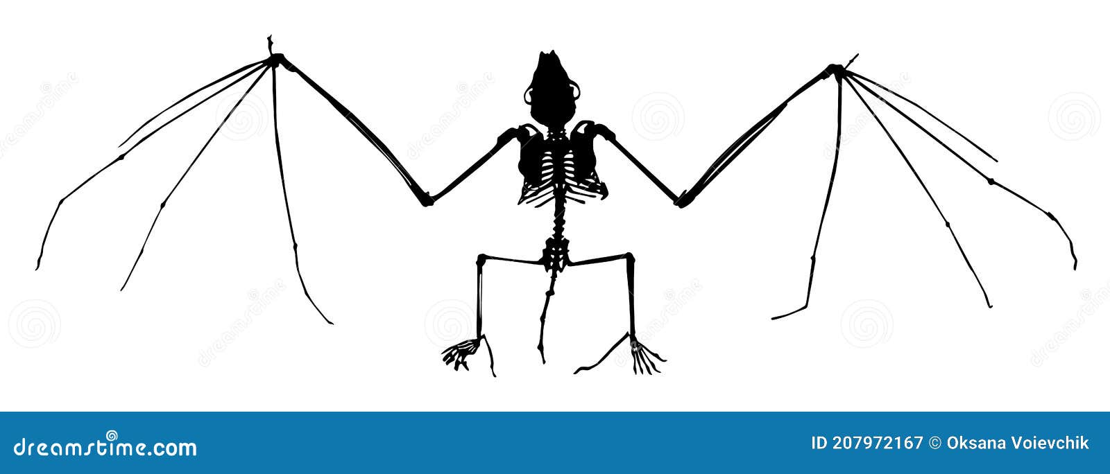 Silhouette of a Bat Skeleton Vector Stock Vector - Illustration of ...