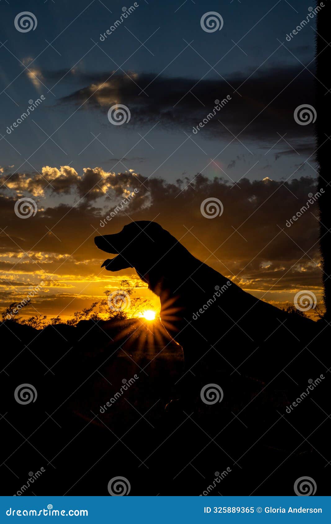Silhouette of a Beagle at Sunset in the Desert Stock Image - Image of ...
