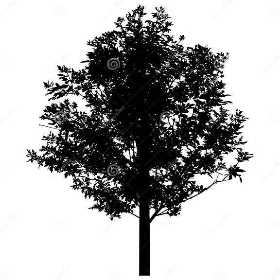 Silhouette of Beautiful Ash Tree. Vector Illustration Stock Vector ...