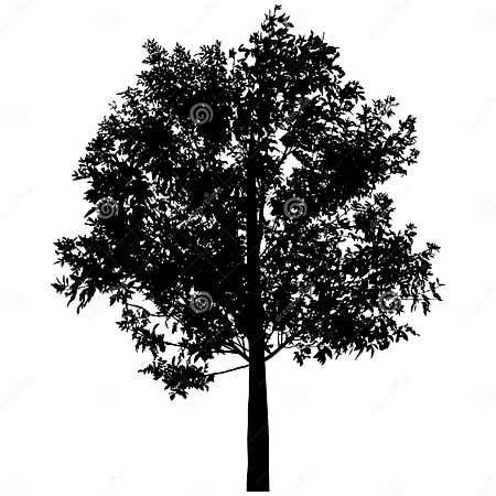 Silhouette of Beautiful Ash Tree. Vector Illustration Stock Vector ...