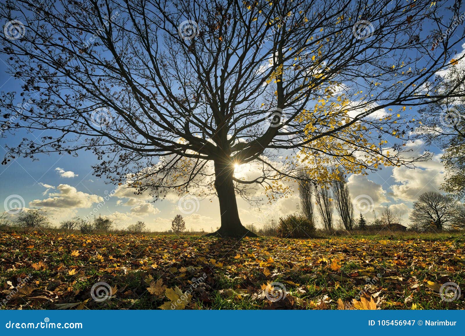 Silhouette of a Beautiful Tree Stock Image - Image of background, green ...