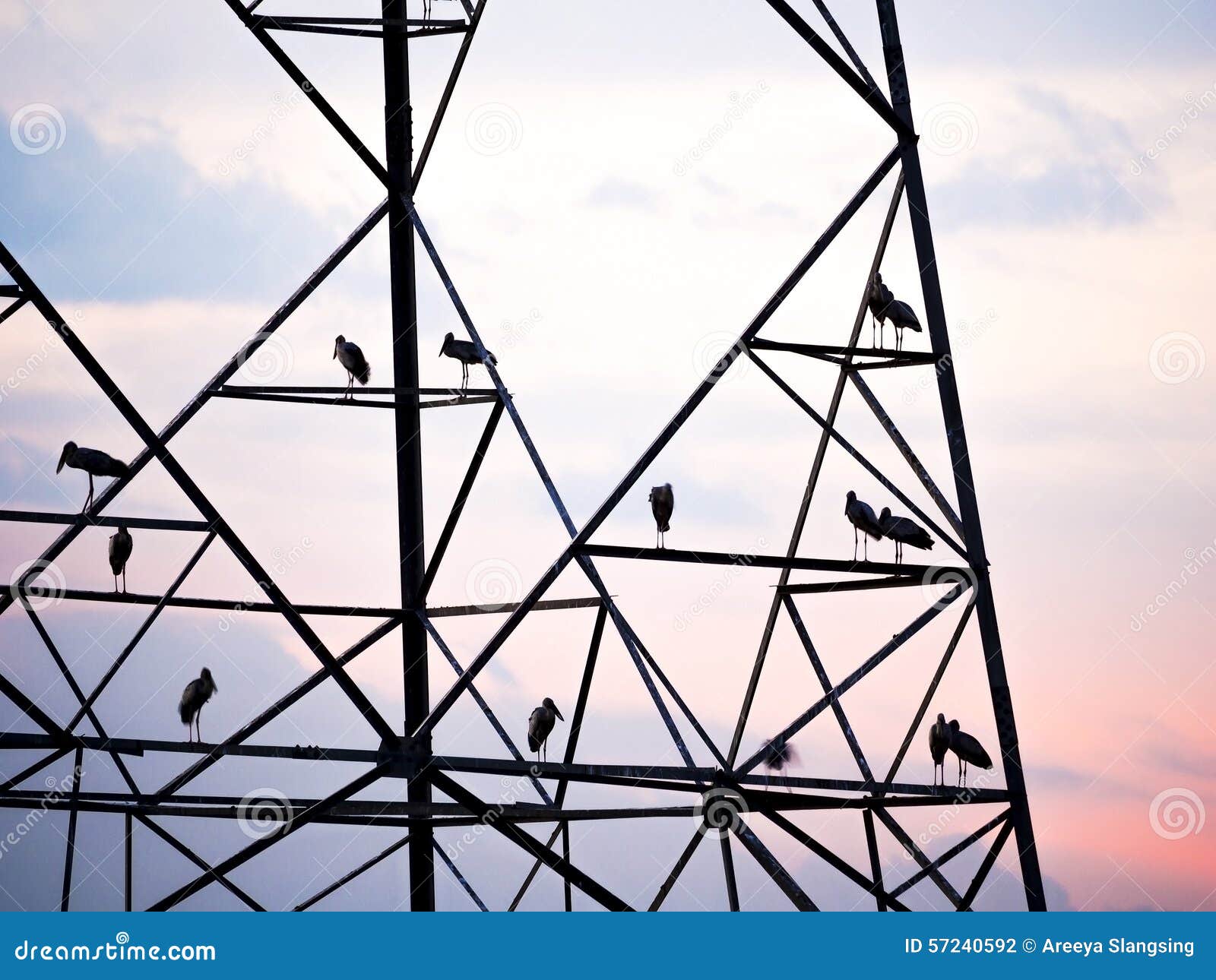 Silhouette of Big Birds on Electrical Tower Stock Photo - Image of ...