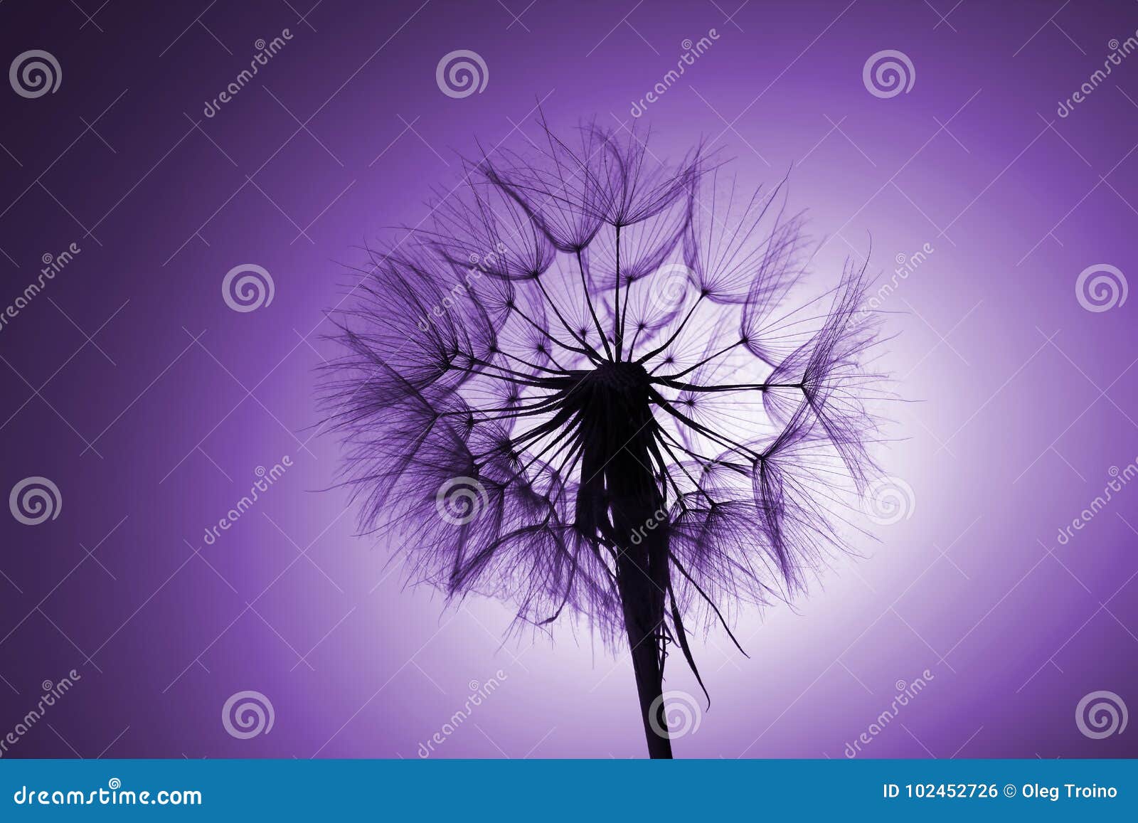 Dandelion Pink Background Stock Photos - Royalty Free Pictures