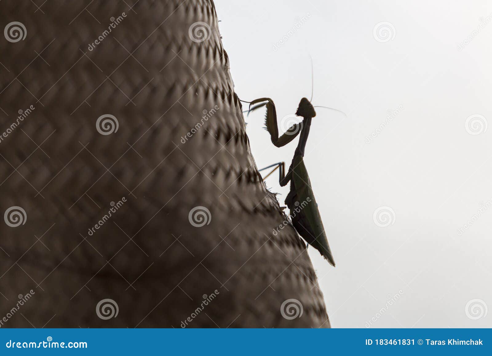 Silhouette Mantis Rail On Pipe Royalty-Free Stock Photo | CartoonDealer ...