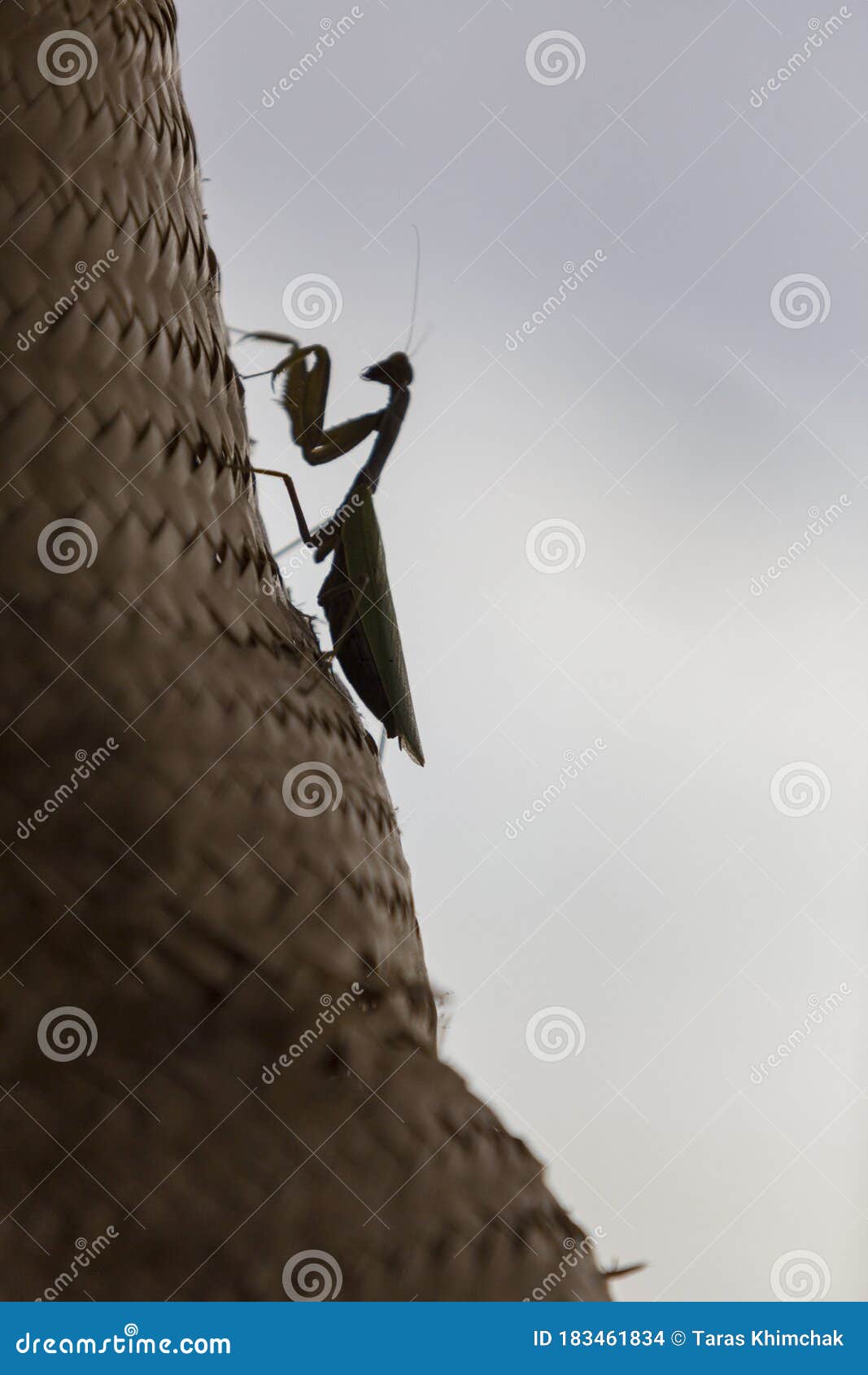Silhouette Mantis Rail On Pipe Royalty-Free Stock Photo | CartoonDealer ...
