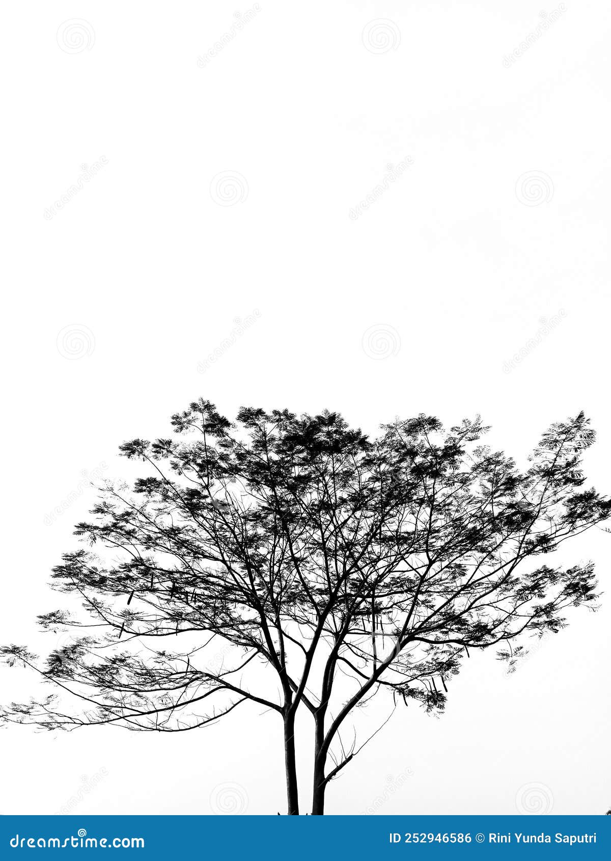 Silhouette of a Big Tree by the Side of the Road Stock Photo - Image of ...