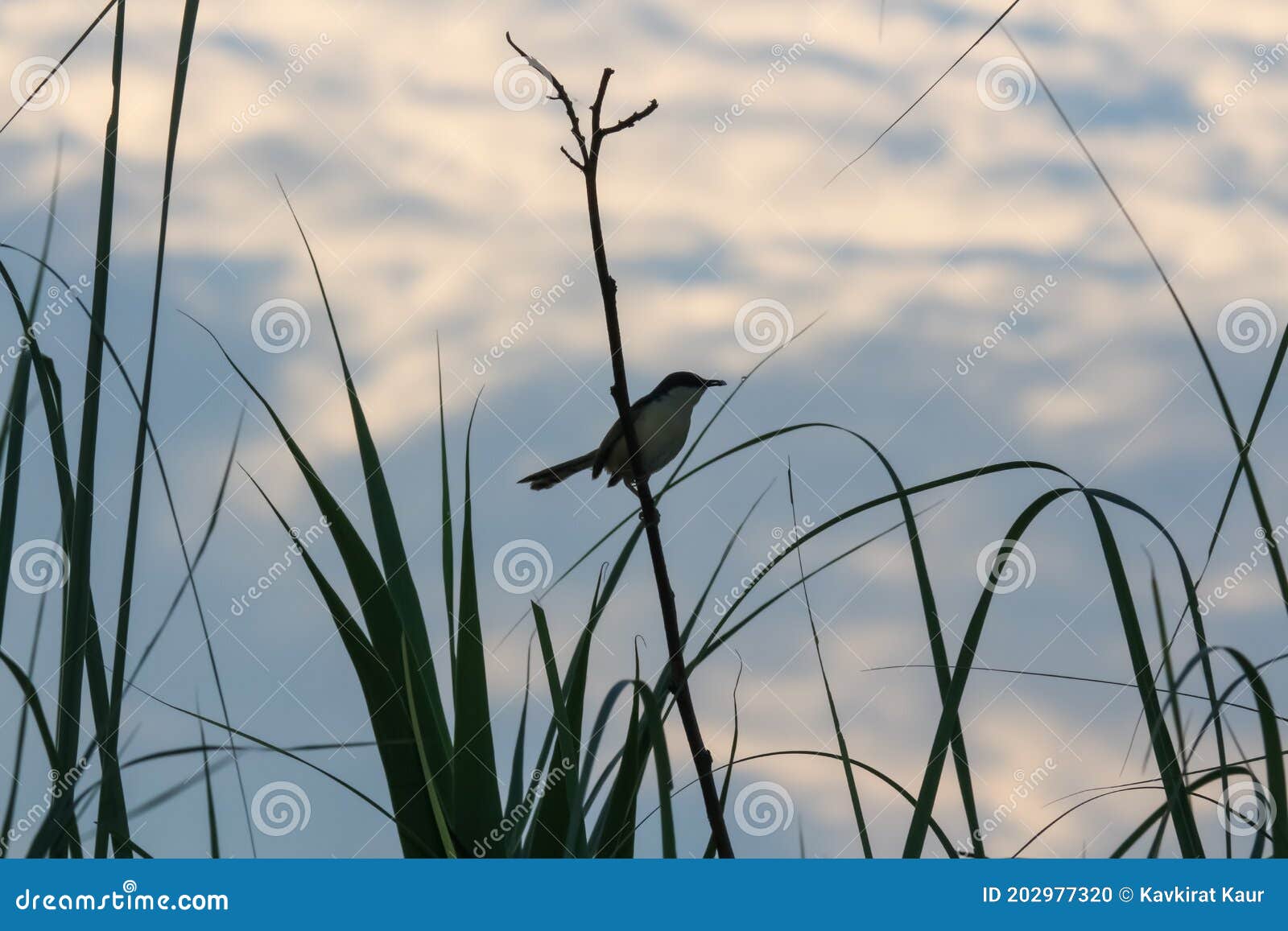 Silhouette of a Bird Sitting on the Grass Weed in the Field Stock Photo ...