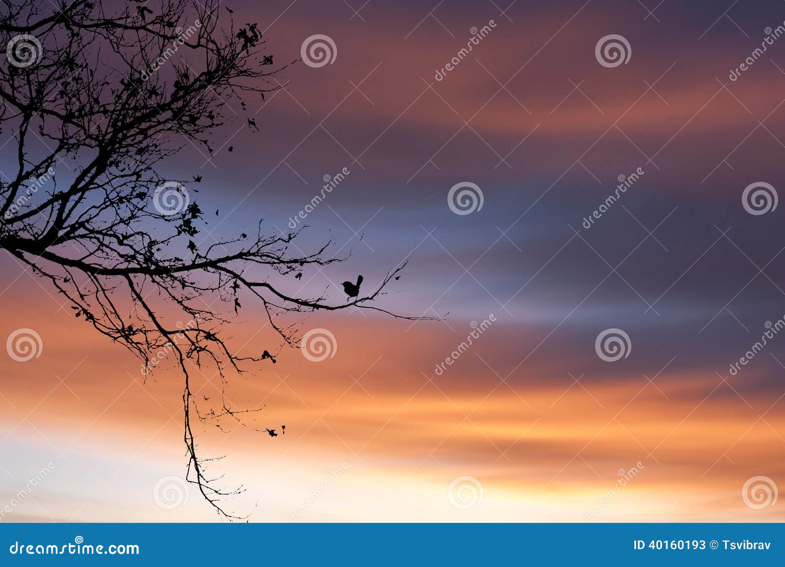 Silhouette of a Bird on Tree Branch at Sunset Stock Image - Image of ...