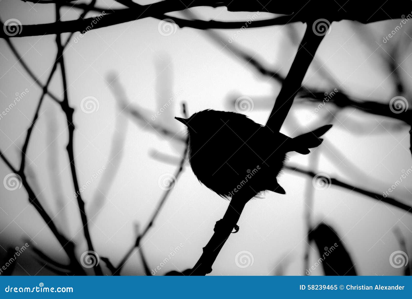 Silhouette of bird in tree stock image. Image of perched - 58239465