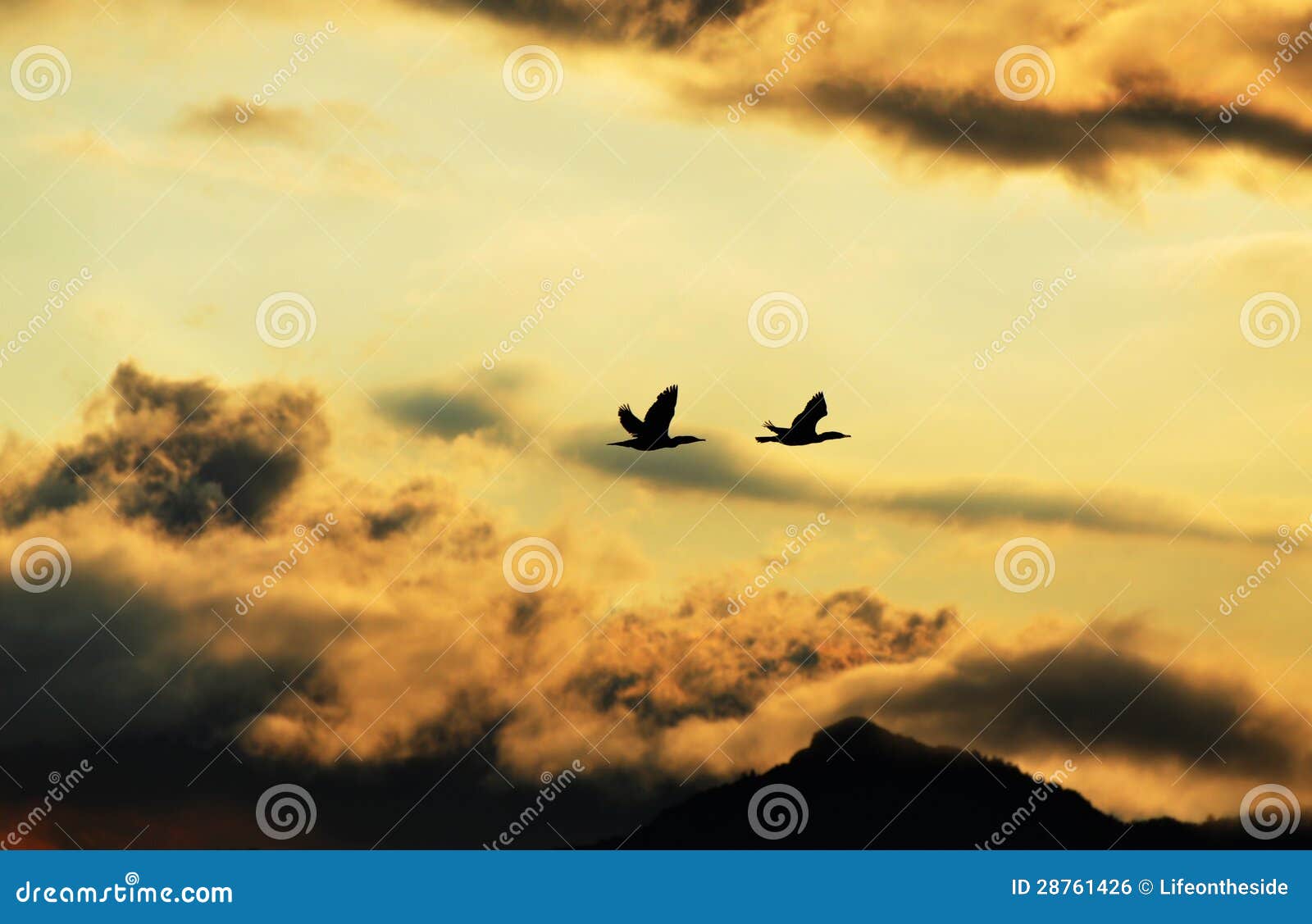 Silhouette of Birds Flying Home in Dark Storm Clouds Stock Photo ...