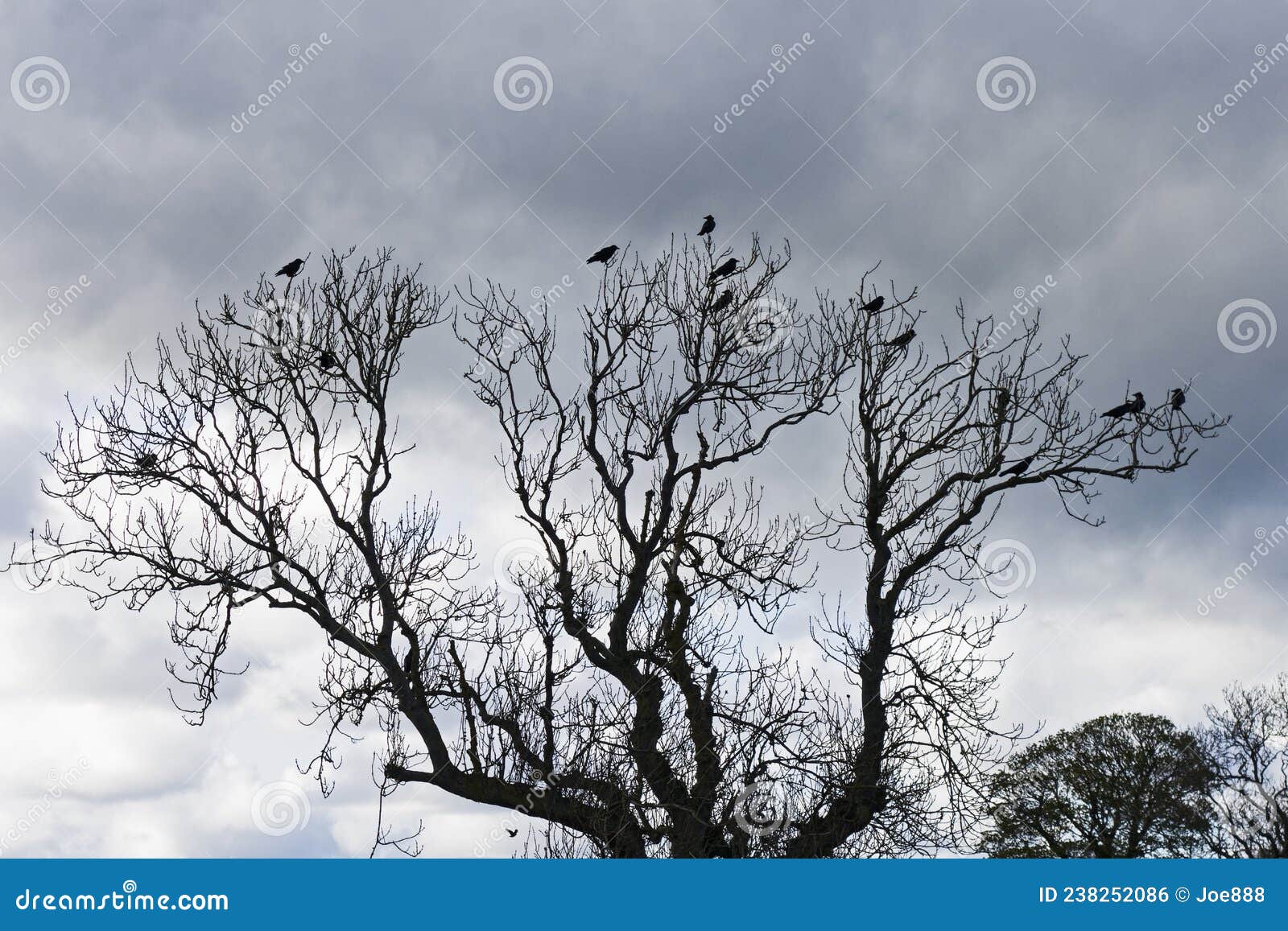 Silhouette of Birds Roosting in a Tree at Dusk Stock Photo - Image of ...