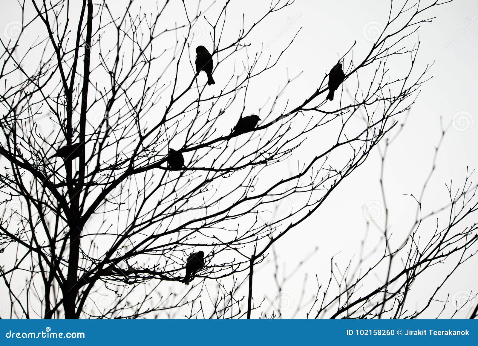 Silhouette Of Birds On Tree Stock Image | CartoonDealer.com #68154733