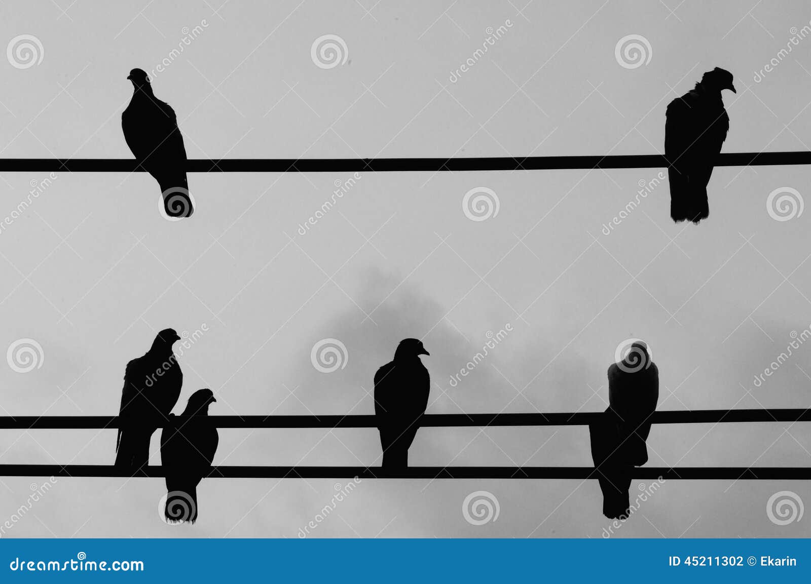 Silhouette Birds Which Hanging on Wire. Stock Photo - Image of wire ...