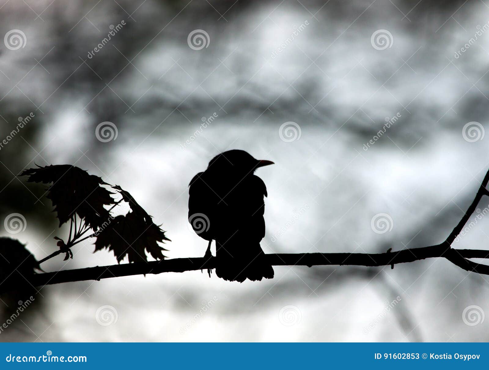 Silhouette of Black Bird Sitting on Tree Branch on Gray Stock Image ...