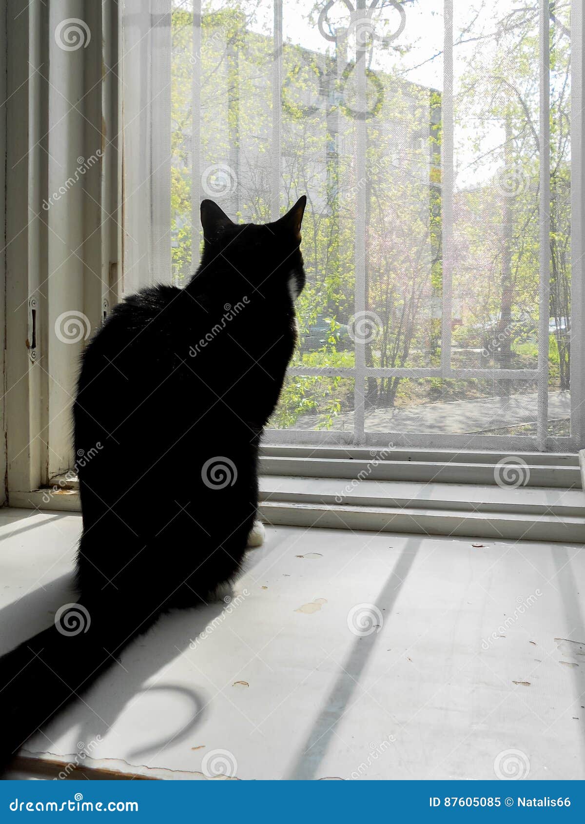 Silhouette of Black Cat Seated by the Open Window in Spring. Stock ...